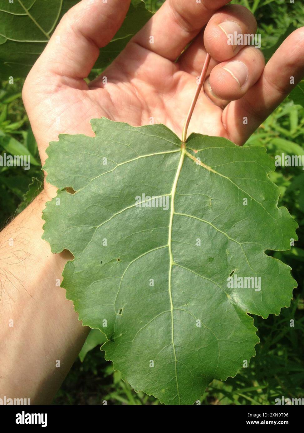 Eastern Cottonwood (Populus deltoides) Plantae Stock Photo - Alamy