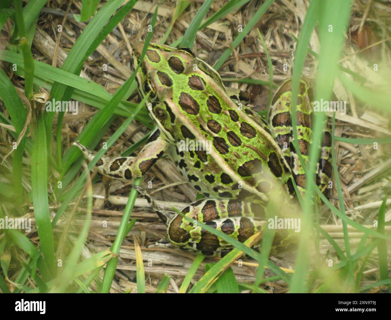 Northern Leopard Frog (Lithobates pipiens) Amphibia Stock Photo - Alamy