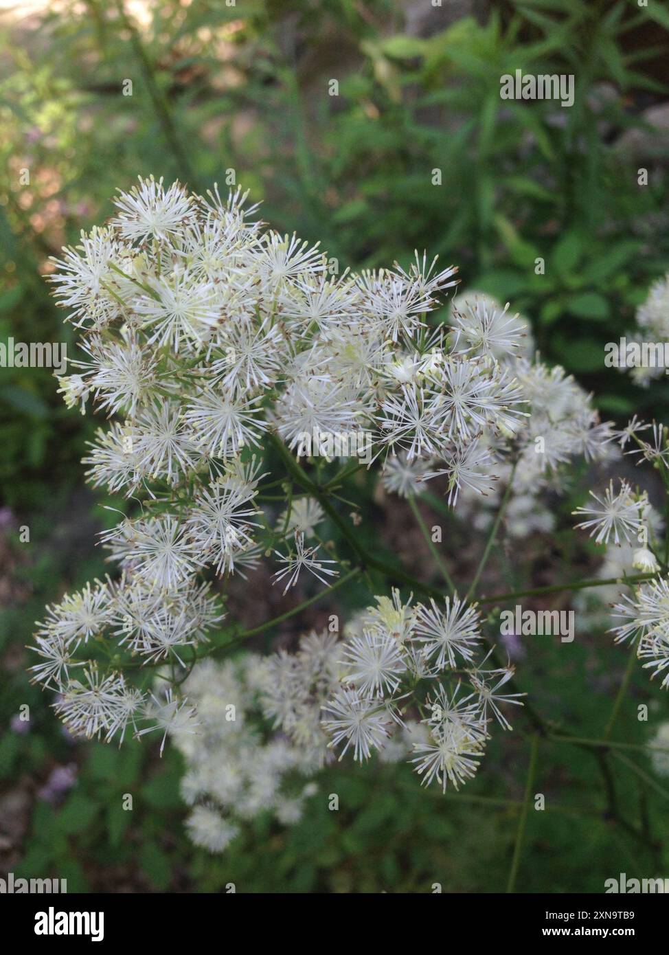 tall meadow-rue (Thalictrum pubescens) Plantae Stock Photo - Alamy