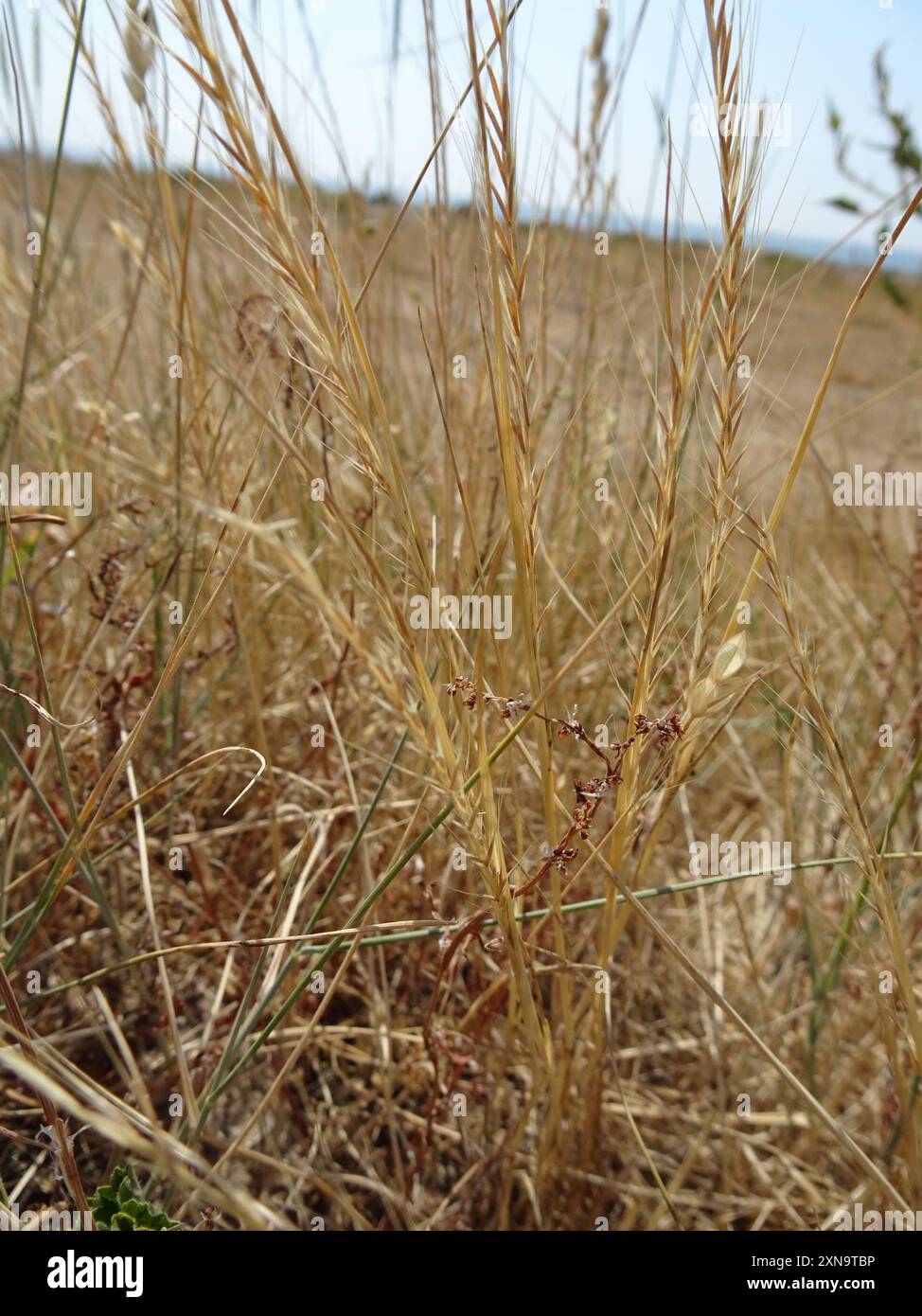 Bearded fescue hi-res stock photography and images - Alamy