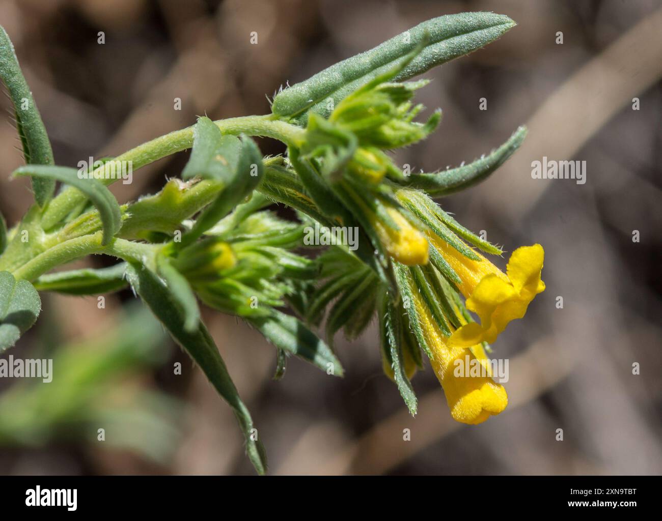 manyflowered gromwell (Lithospermum multiflorum) Plantae Stock Photo ...