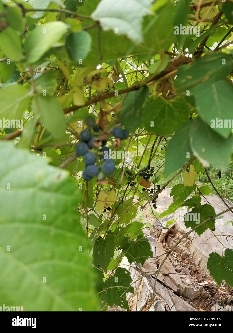 riverbank grape (Vitis riparia) Plantae Stock Photo - Alamy