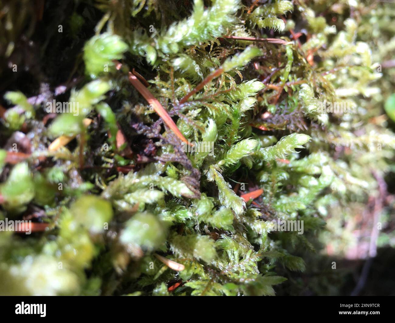 Pipecleaner Moss (Rhytidiopsis robusta) Plantae Stock Photo - Alamy