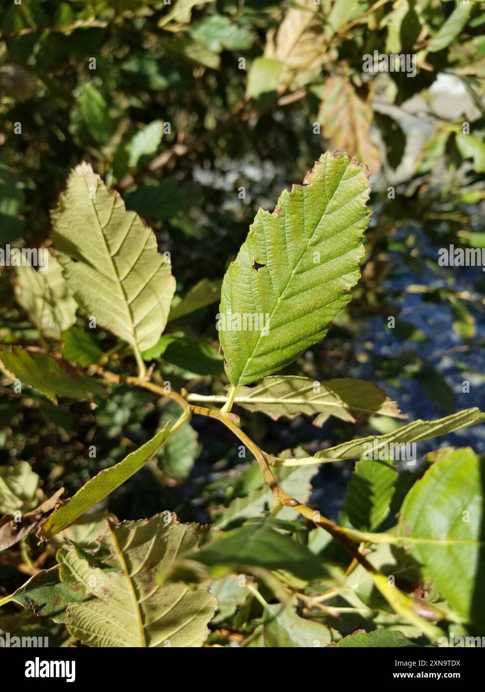 white alder (Alnus rhombifolia) Plantae Stock Photo - Alamy