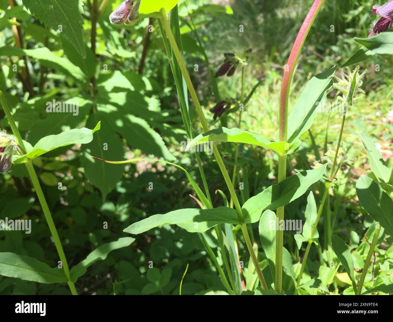 Whipple's penstemon (Penstemon whippleanus) Plantae Stock Photo - Alamy