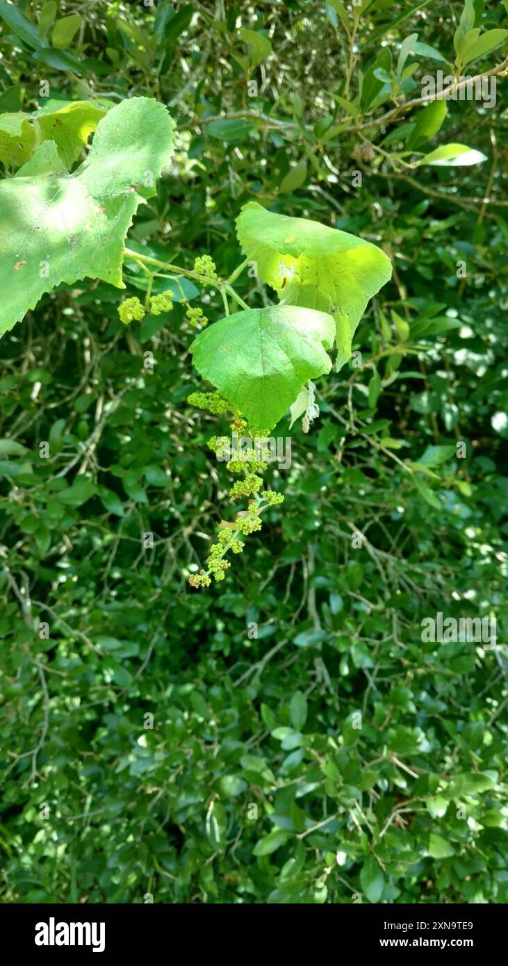 graybark grape (Vitis cinerea) Plantae Stock Photo - Alamy