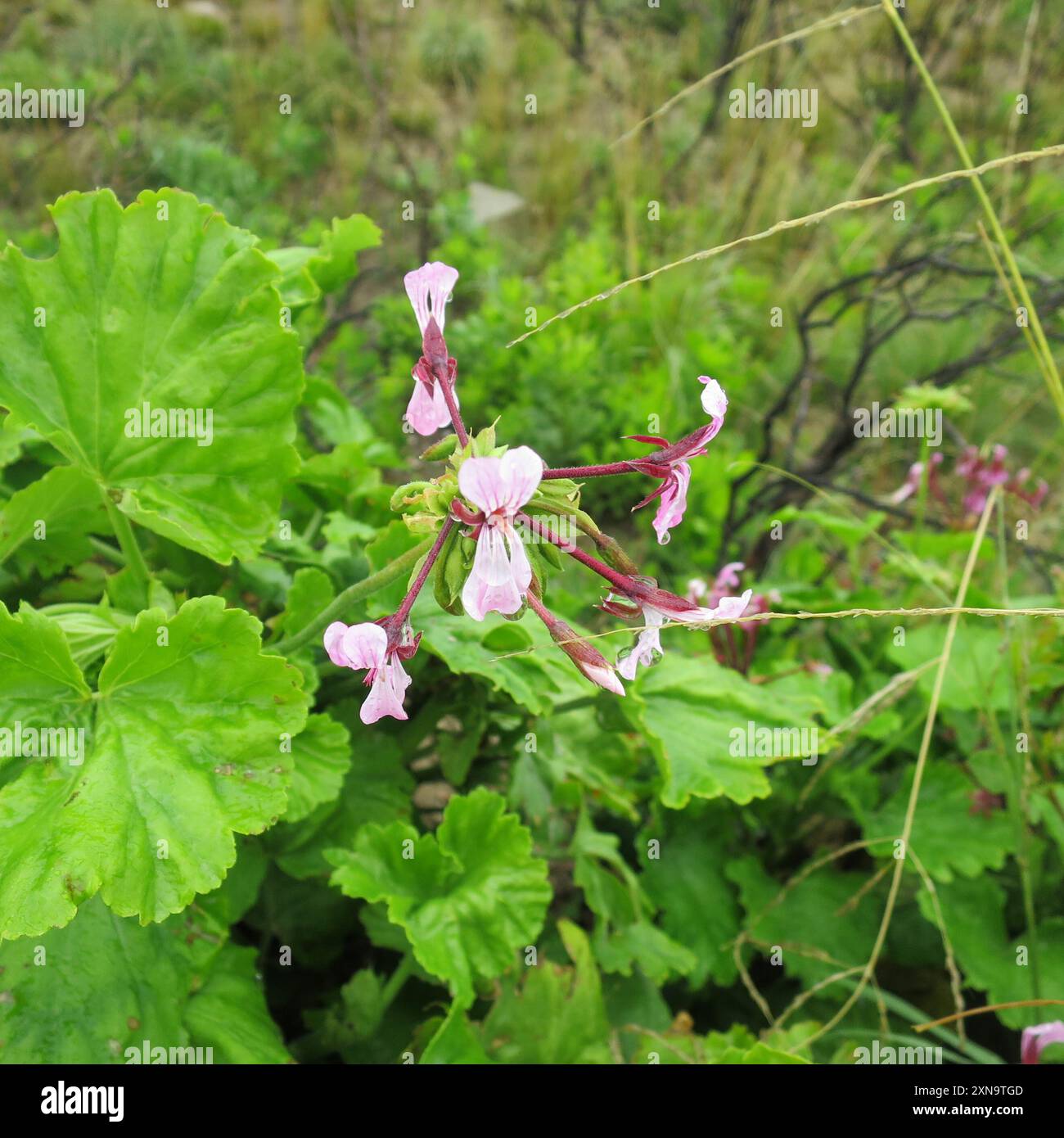 horseshoe geranium (Pelargonium zonale) Plantae Stock Photo - Alamy
