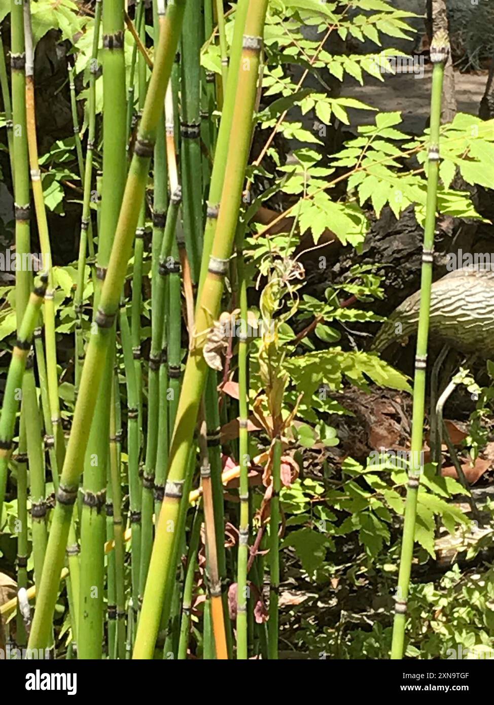 Neon Skimmer (Libellula croceipennis) Insecta Stock Photo - Alamy