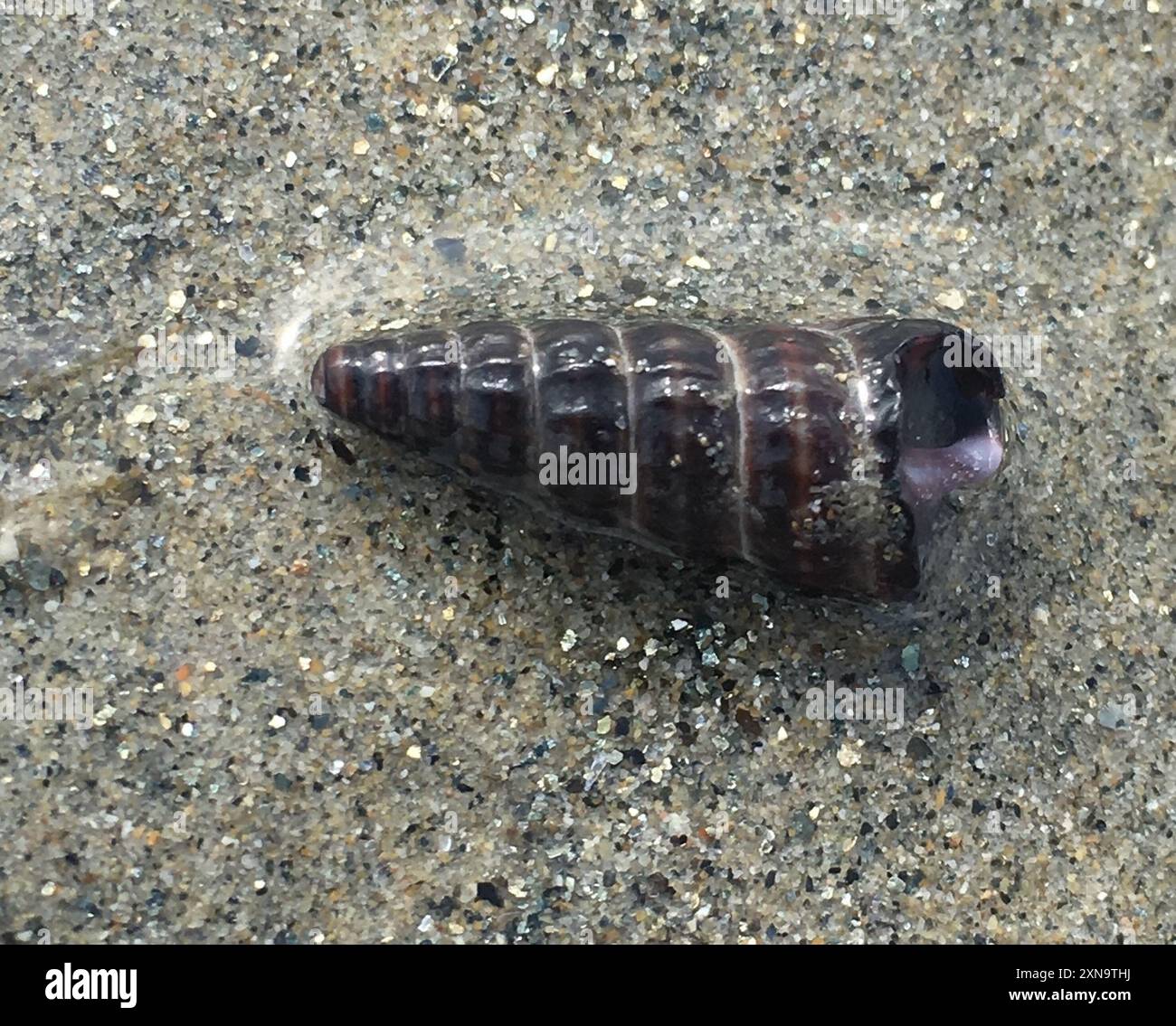 California Horn Snail (Cerithideopsis californica) Mollusca Stock Photo ...