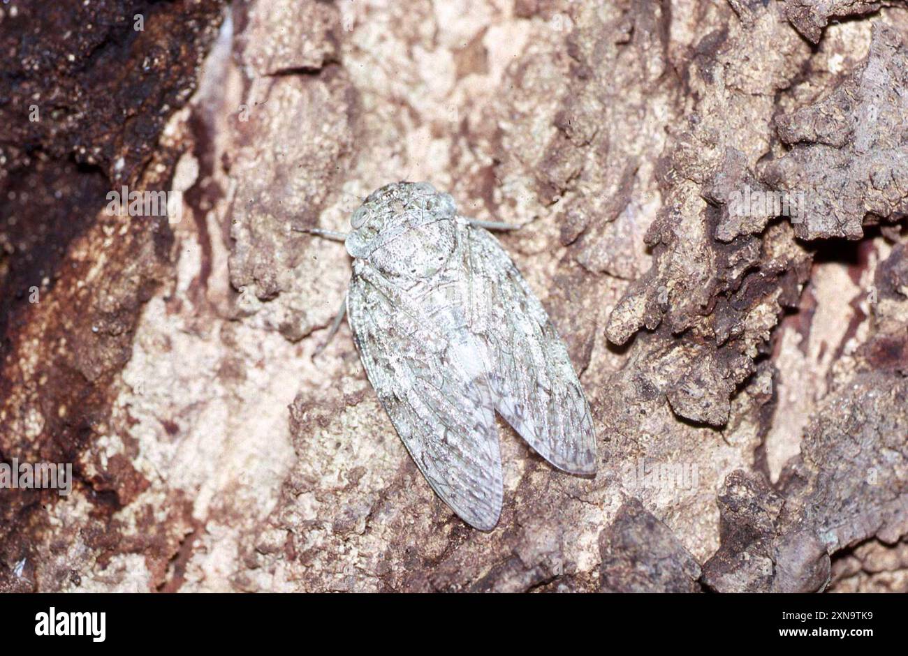 Typical Cicadas (Cicadidae) Insecta Stock Photo - Alamy