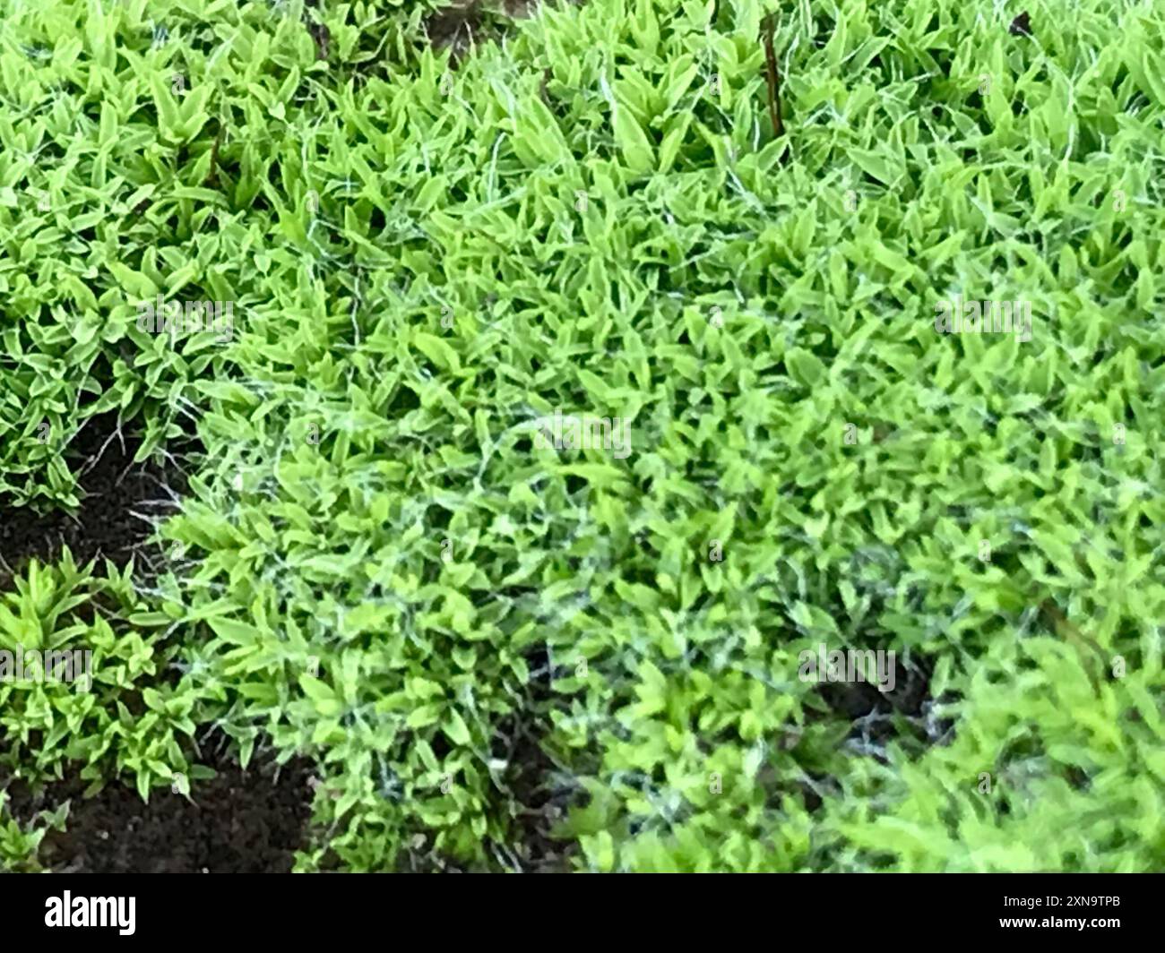 Green-tufted Stubble Moss (Weissia controversa) Plantae Stock Photo - Alamy