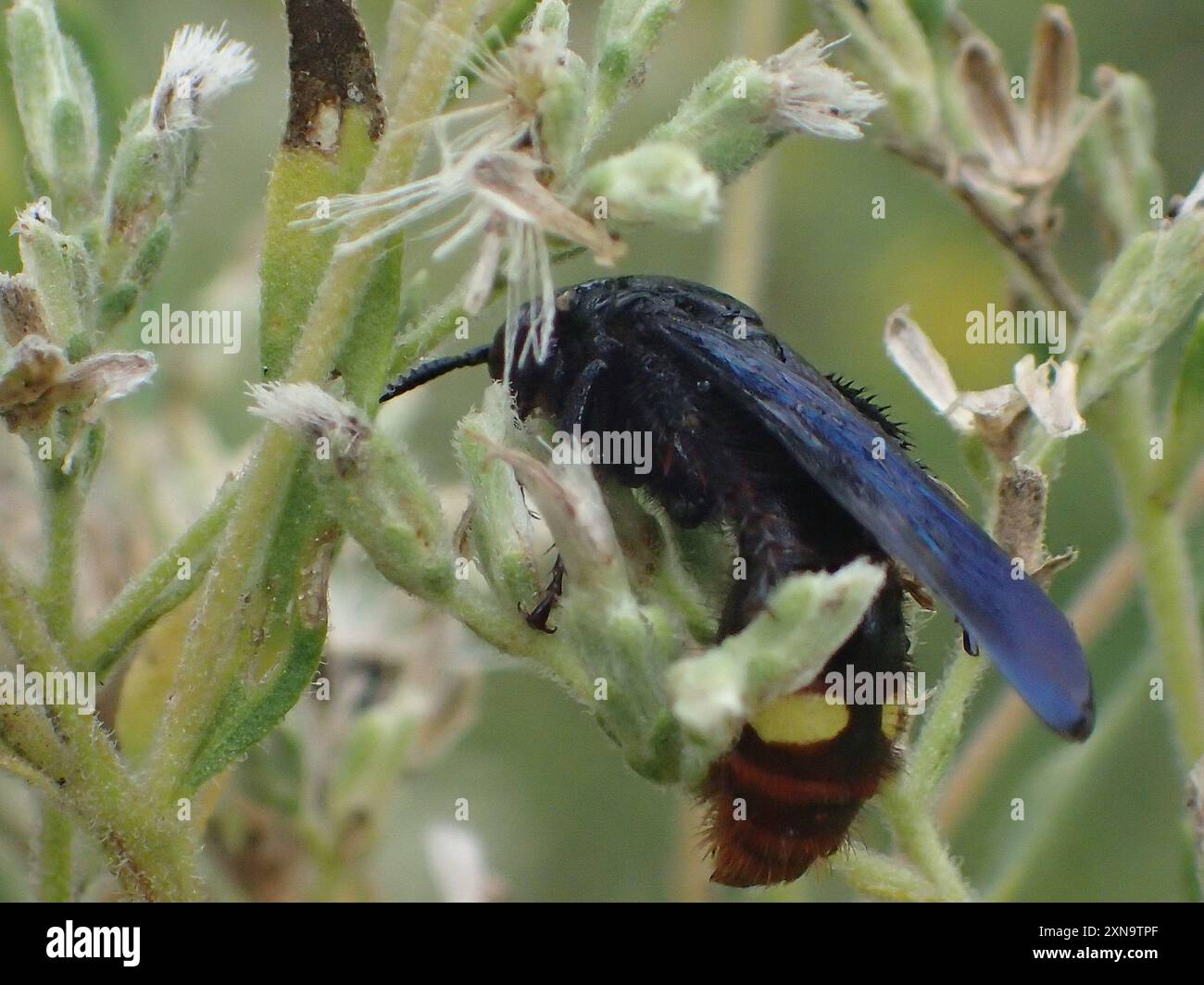 Two-spotted Scoliid Wasp (Scolia dubia dubia) Insecta Stock Photo - Alamy