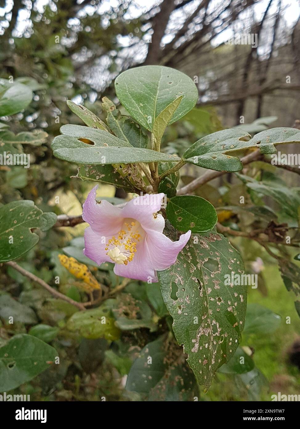 Norfolk Island hibiscus (Lagunaria patersonia) Plantae Stock Photo - Alamy