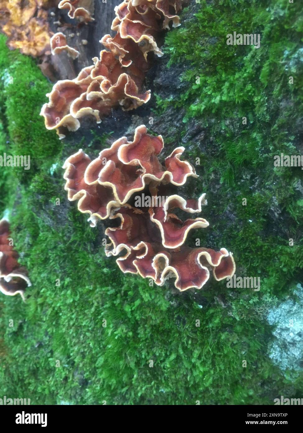 Bleeding Oak Crust (Stereum gausapatum) Fungi Stock Photo - Alamy