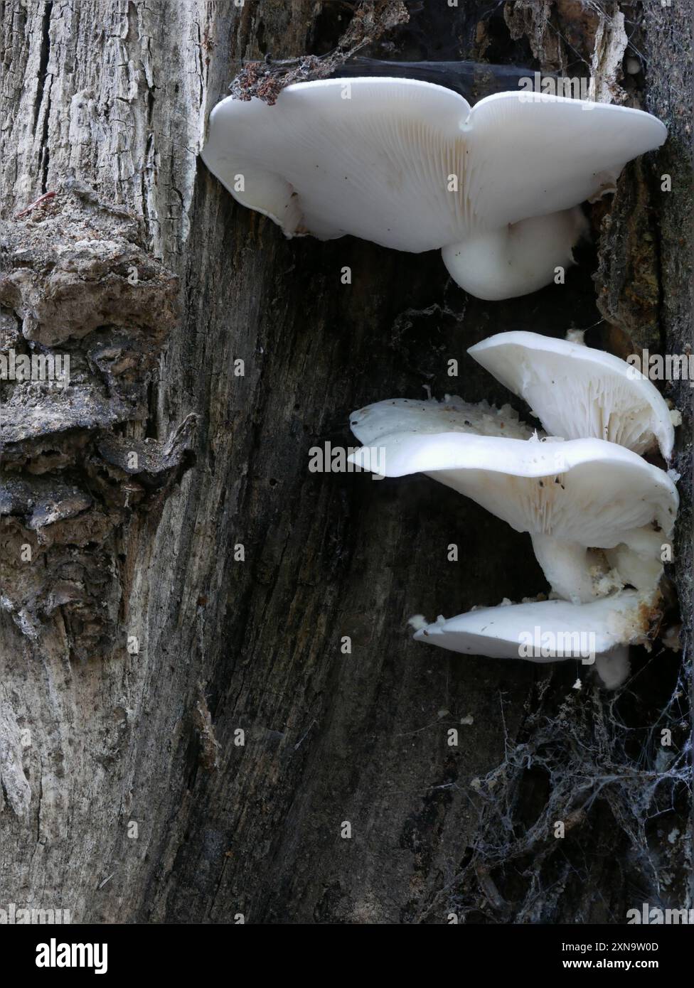 Veiled Oyster (Pleurotus dryinus) Fungi Stock Photo - Alamy