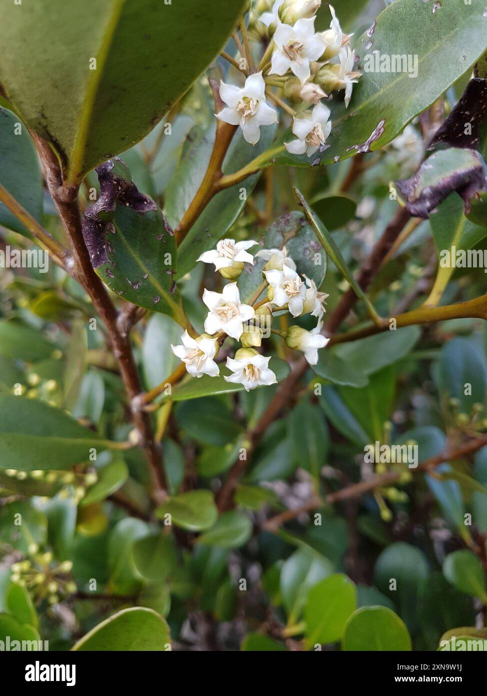 river mangrove (Aegiceras corniculatum) Plantae Stock Photo - Alamy