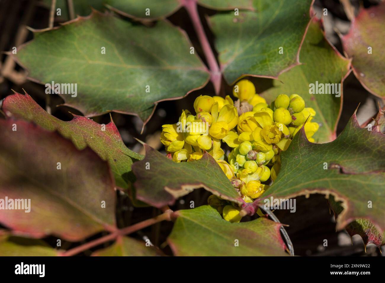 creeping mahonia (Berberis repens) Plantae Stock Photo - Alamy