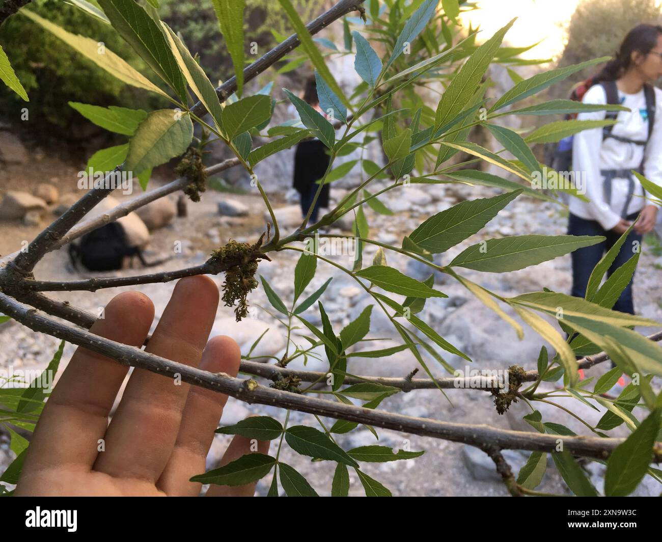 velvet ash (Fraxinus velutina) Plantae Stock Photo - Alamy