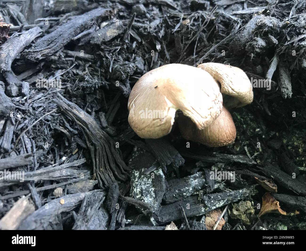 Mulch Fieldcap (Agrocybe putaminum) Fungi Stock Photo - Alamy