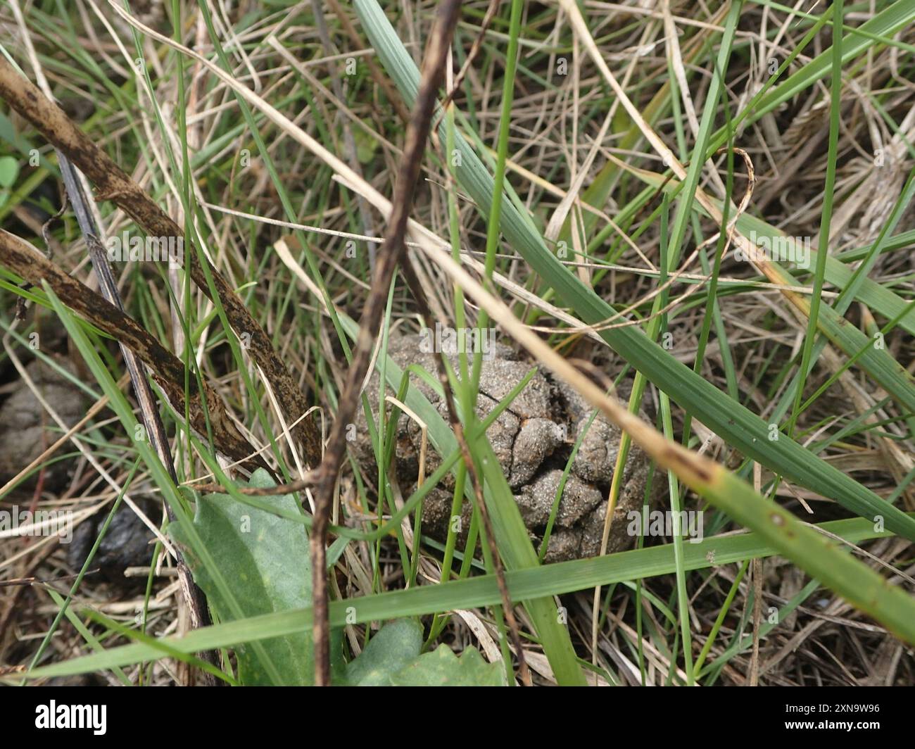 Mammals (Mammalia) Mammalia Stock Photo - Alamy