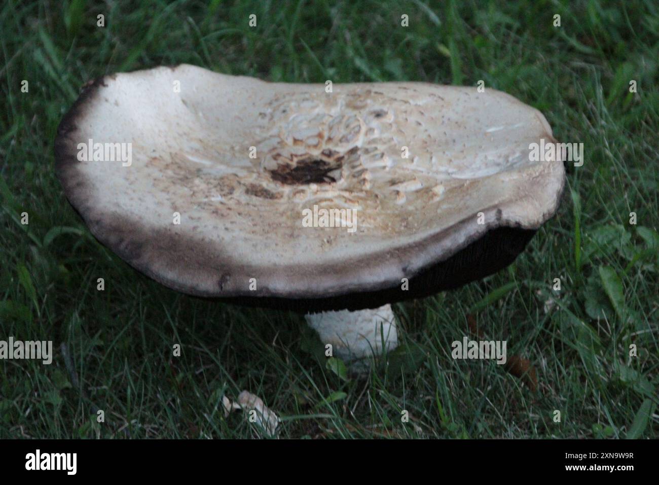 The Prince (Agaricus augustus) Fungi Stock Photo - Alamy