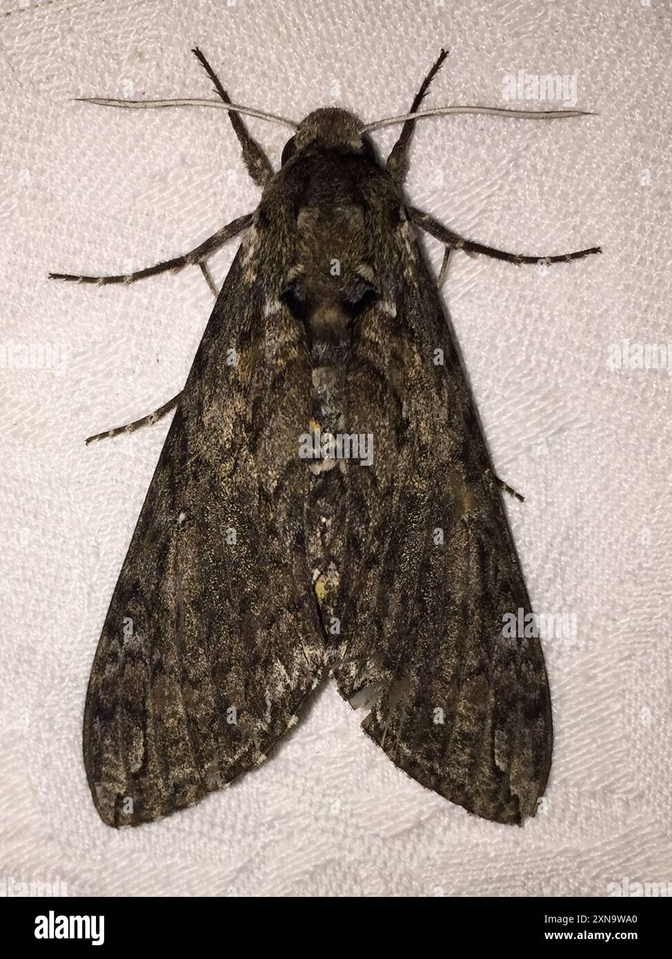 Carolina Sphinx (Manduca sexta) Insecta Stock Photo - Alamy