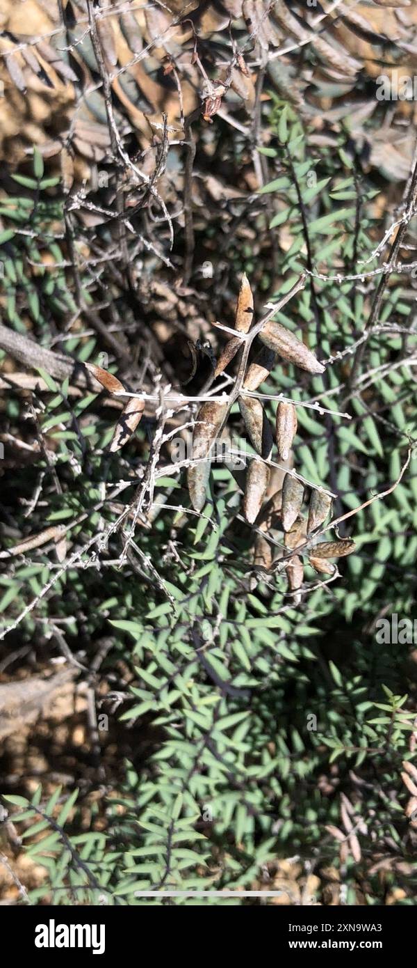 spiny cliff-brake (Pellaea truncata) Plantae Stock Photo - Alamy