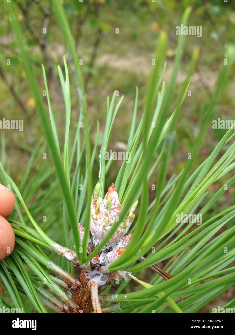 pitch pine (Pinus rigida) Plantae Stock Photo - Alamy