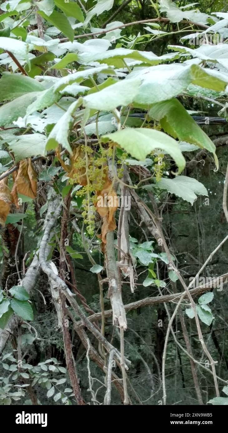graybark grape (Vitis cinerea) Plantae Stock Photo - Alamy