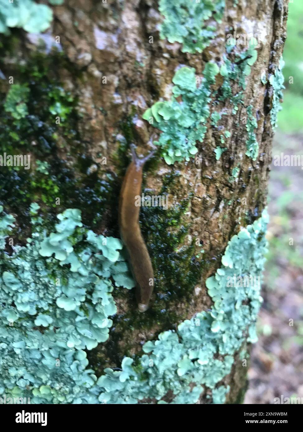 Western Dusky Slug (Arion subfuscus) Mollusca Stock Photo - Alamy