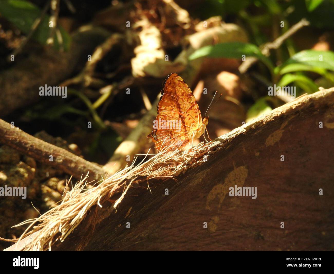 Common Jester (Symbrenthia lilaea) Insecta Stock Photo - Alamy
