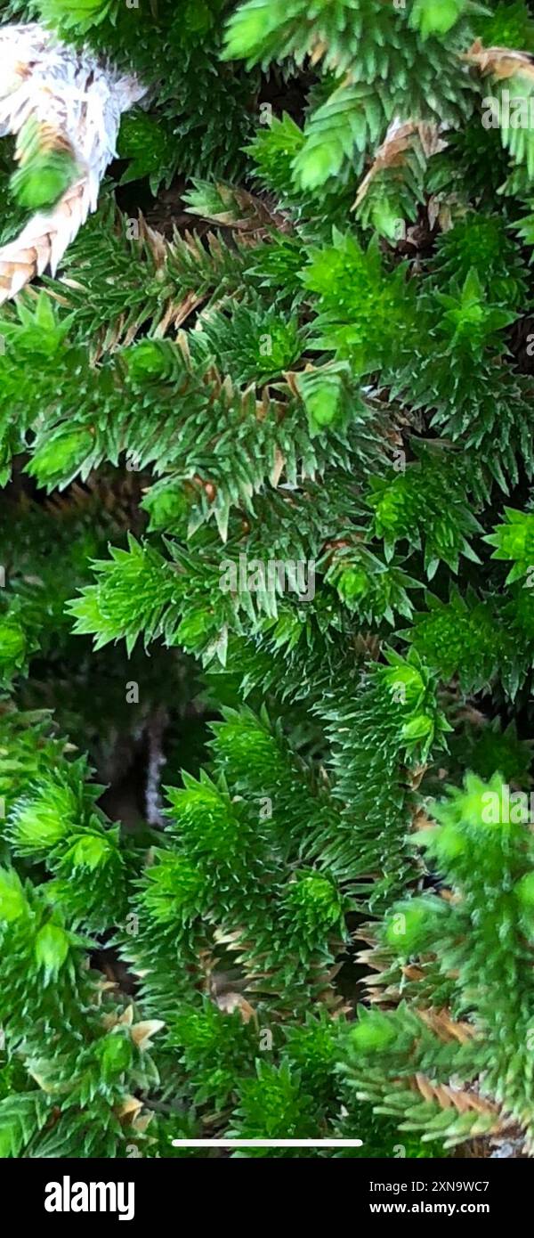 Arizona spikemoss (Selaginella arizonica) Plantae Stock Photo - Alamy