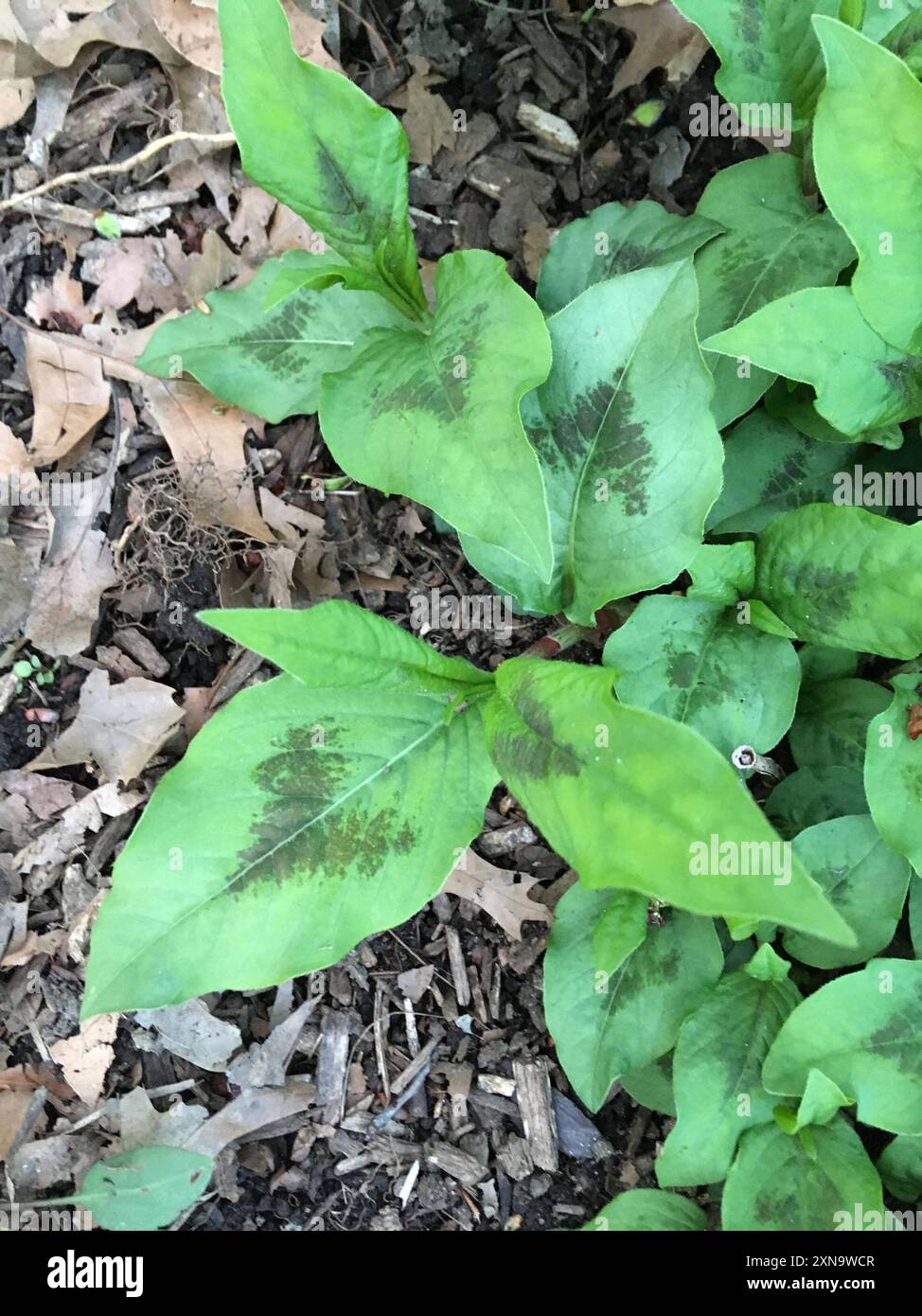 American jumpseed (Persicaria virginiana) Plantae Stock Photo - Alamy