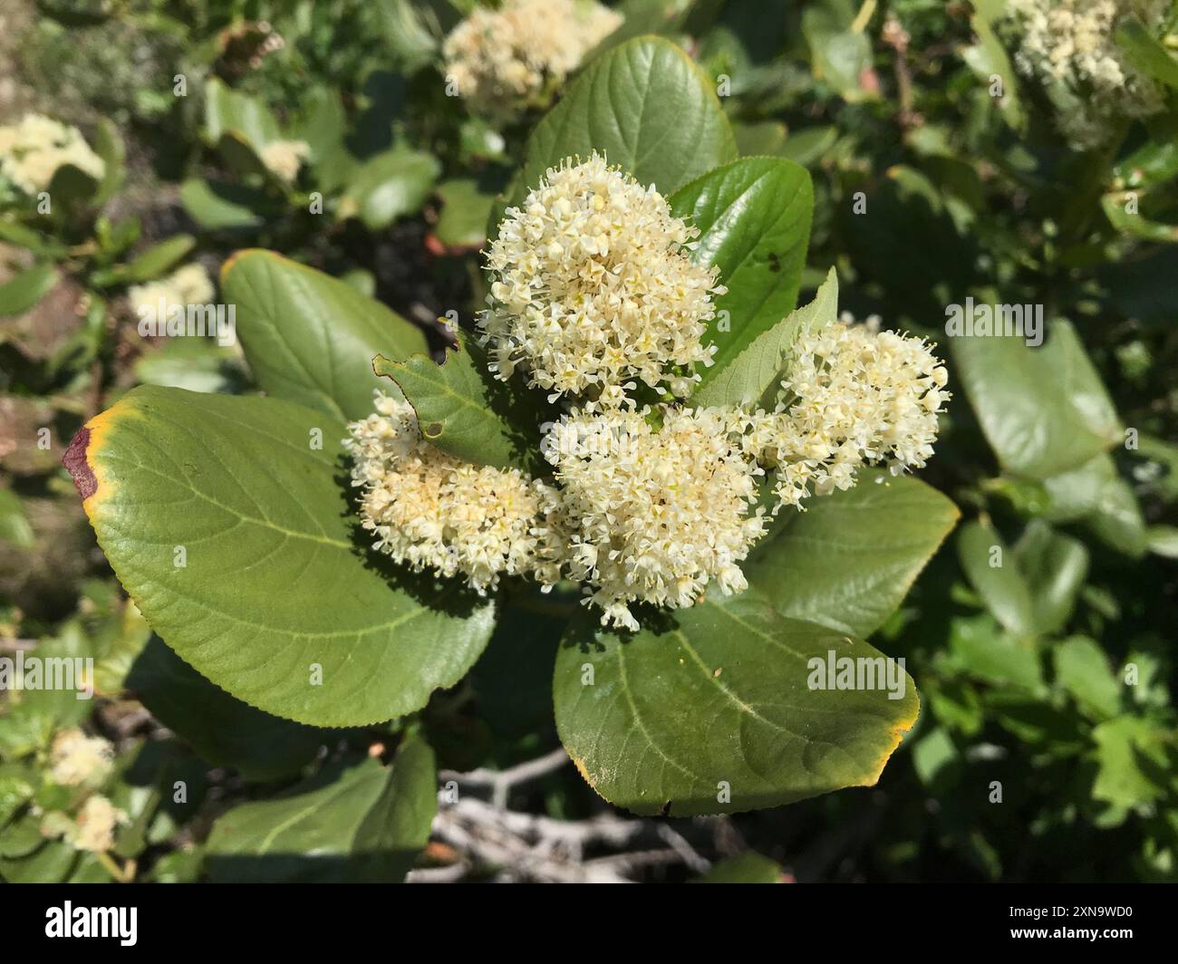 Snowbrush Ceanothus (Ceanothus velutinus) Plantae Stock Photo - Alamy