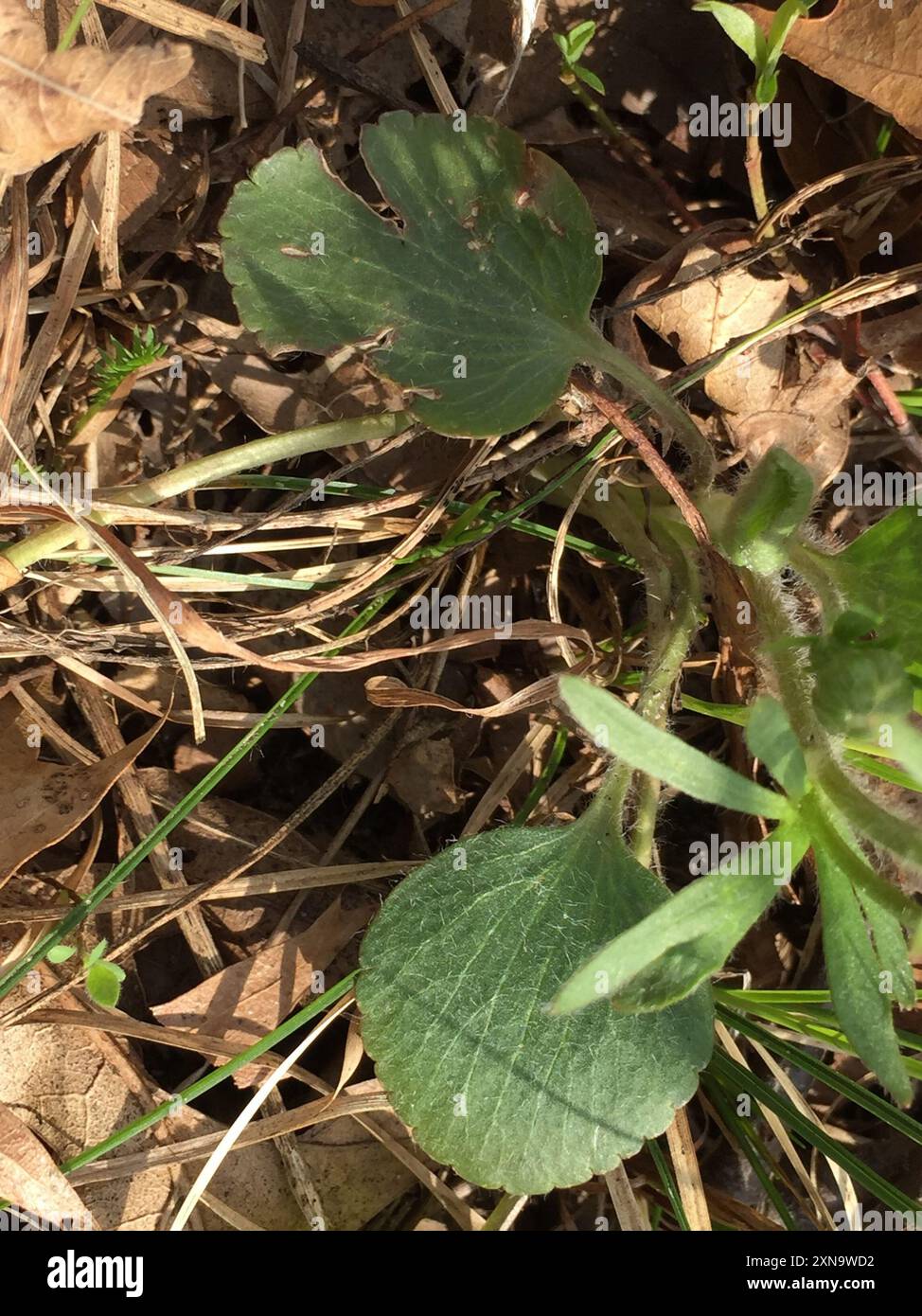 Prairie Buttercup (Ranunculus rhomboideus) Plantae Stock Photo - Alamy