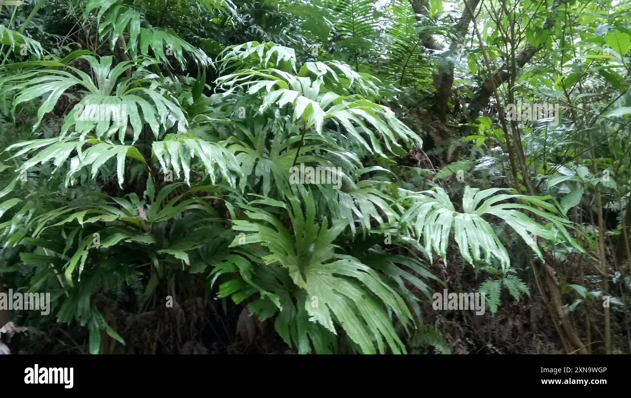 Broad-leaf Fern (Dipteris conjugata) Plantae Stock Photo - Alamy