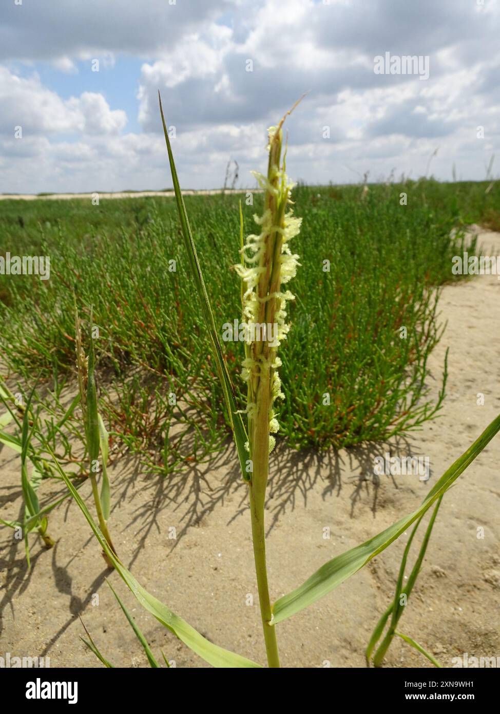 common cordgrass (Sporobolus anglicus) Plantae Stock Photo - Alamy