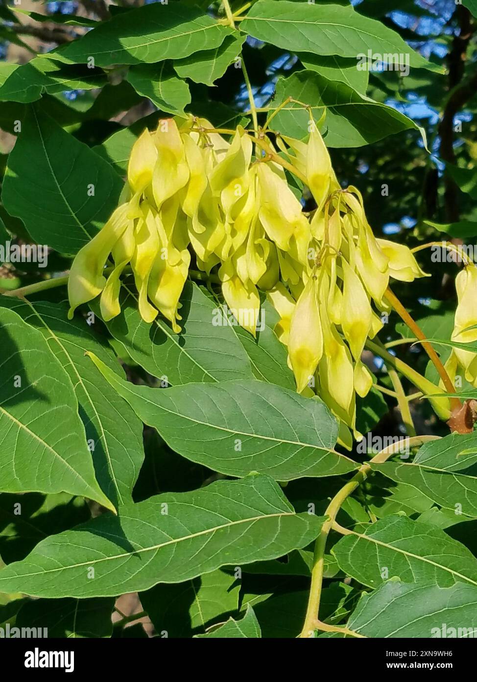 tree-of-heaven (Ailanthus altissima) Plantae Stock Photo - Alamy