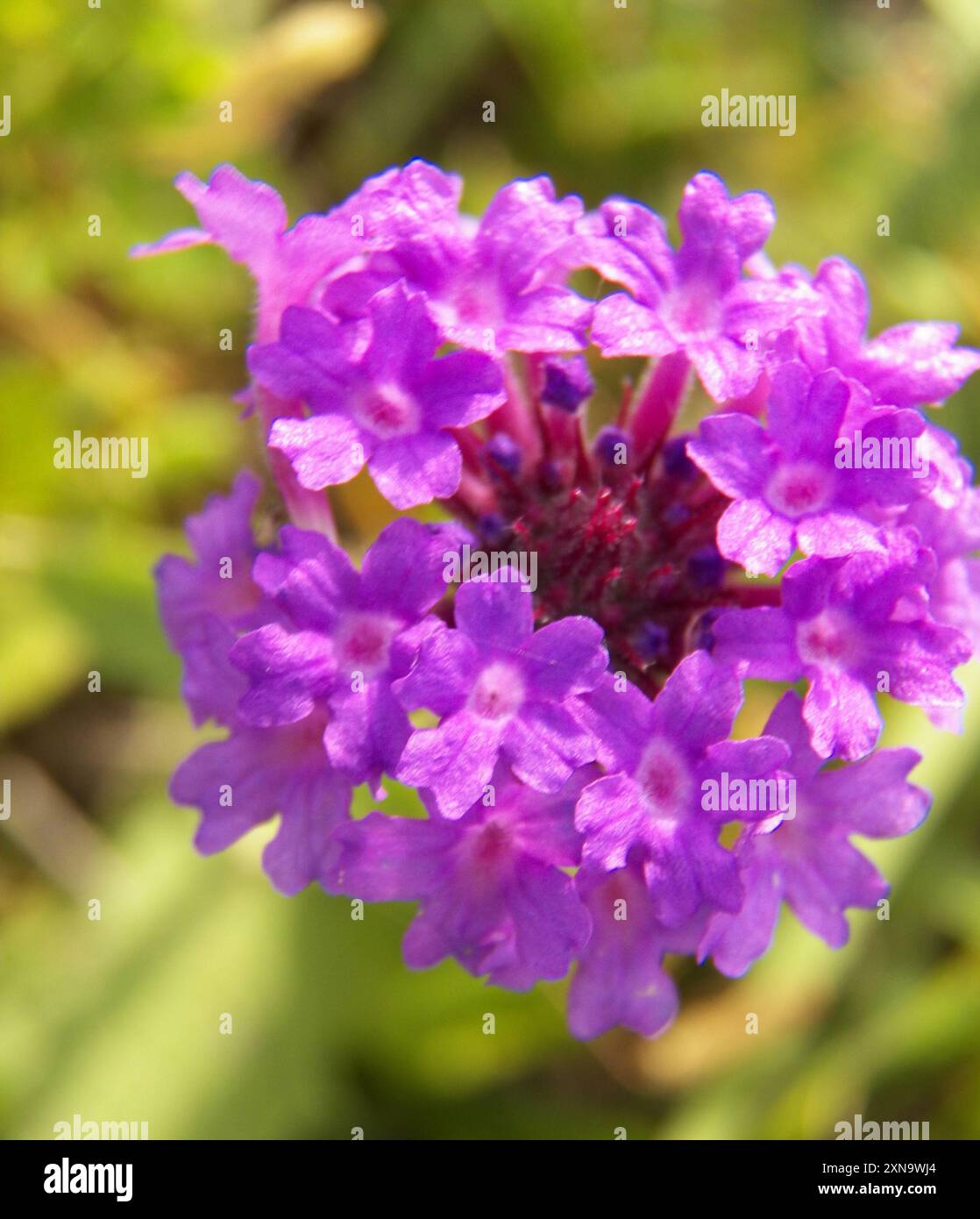 Slender Vervain (Verbena rigida) Plantae Stock Photo - Alamy