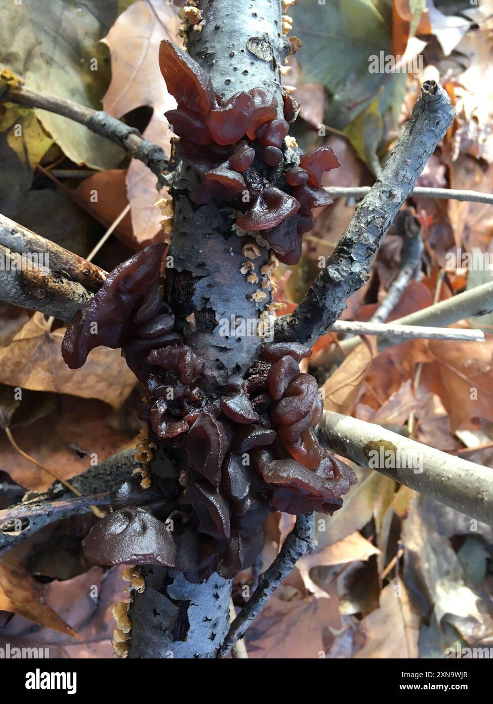 Exidia crenata hi-res stock photography and images - Alamy