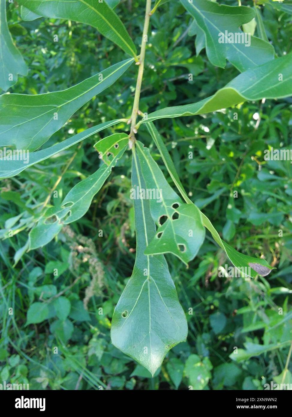 water oak (Quercus nigra) Plantae Stock Photo - Alamy