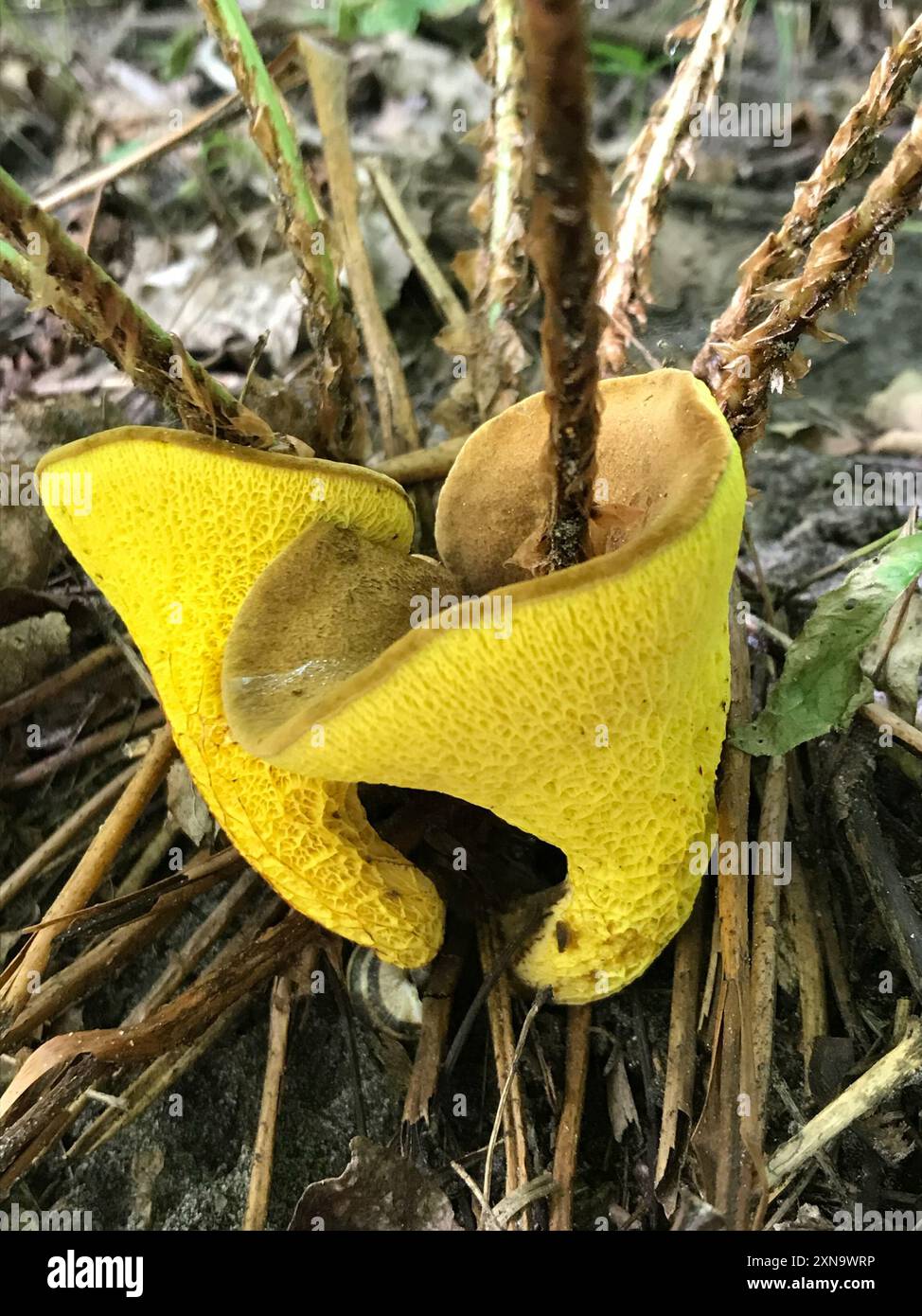 ash-tree bolete (Boletinellus merulioides) Fungi Stock Photo - Alamy