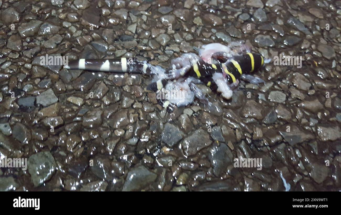 Ringed Salamander (Ambystoma annulatum) Amphibia Stock Photo - Alamy