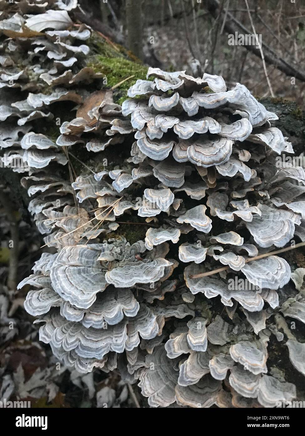 turkey-tail (Trametes versicolor) Fungi Stock Photo - Alamy