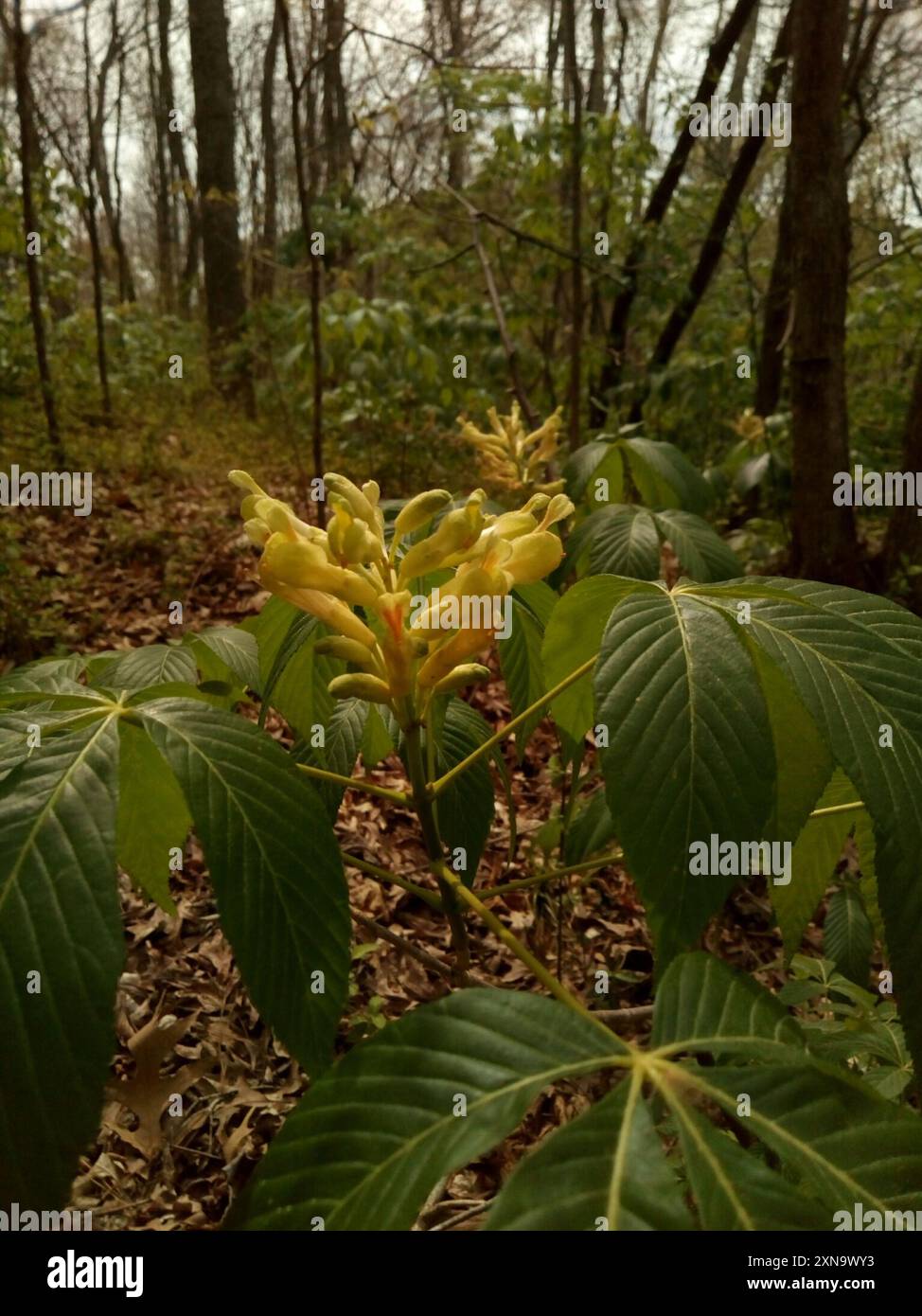painted buckeye (Aesculus sylvatica) Plantae Stock Photo - Alamy