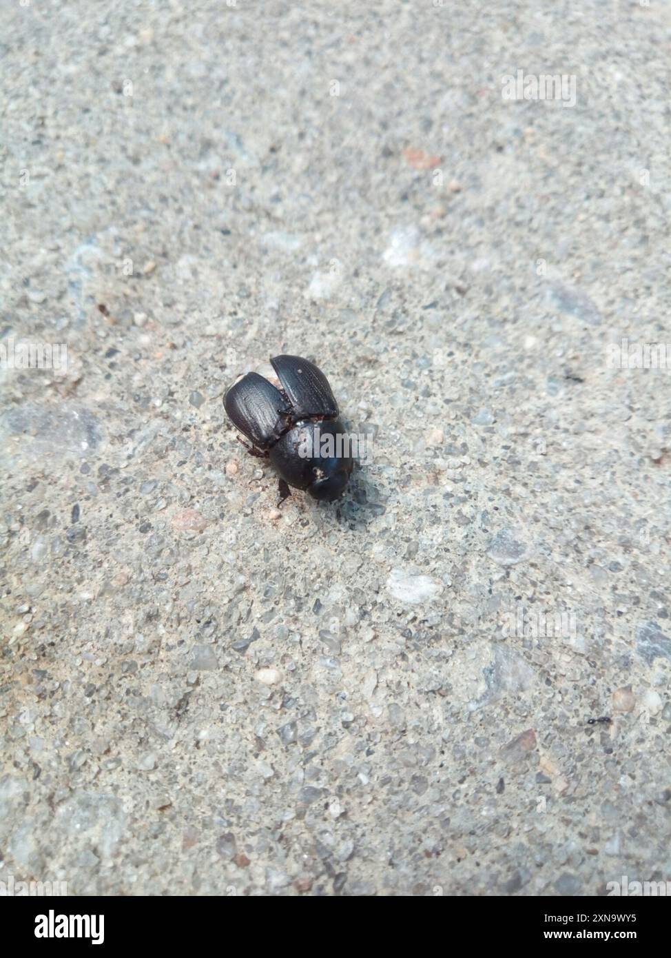 Sugarcane Beetle (Euetheola humilis) Insecta Stock Photo - Alamy