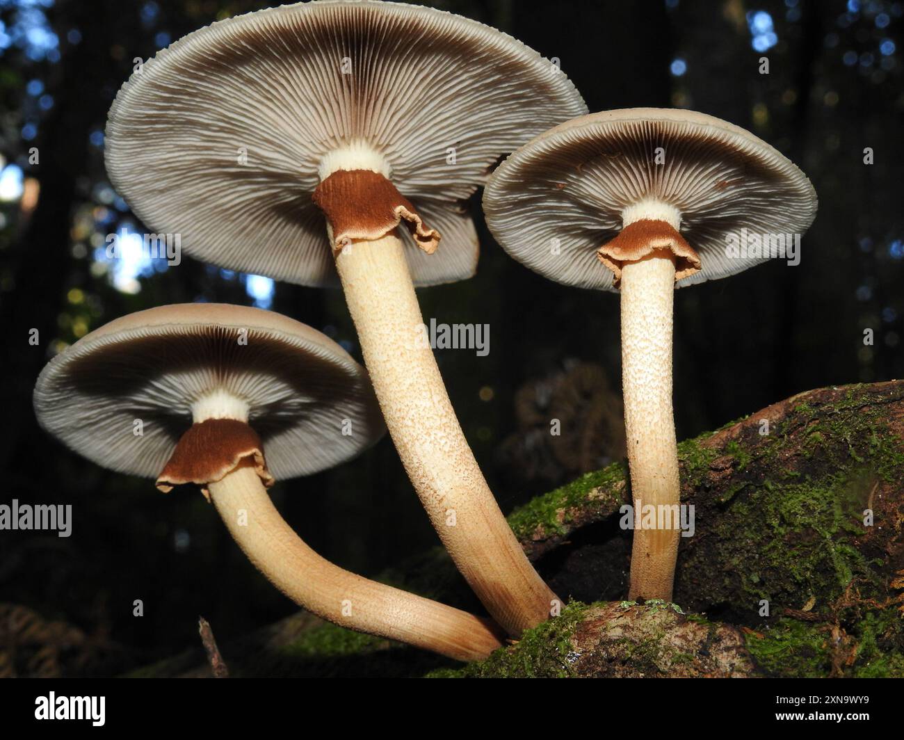 Cyclocybe parasitica hi-res stock photography and images - Alamy