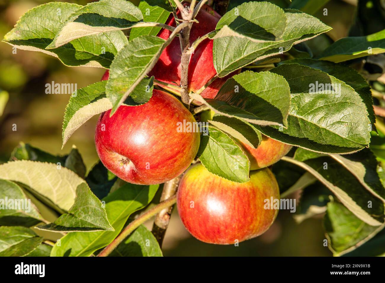 Reife Äpfel hängen an einem Apfelbaum, München, Ende Juli 2024 ...