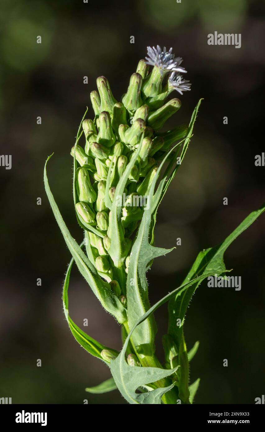 tall blue lettuce (Lactuca biennis) Plantae Stock Photo - Alamy