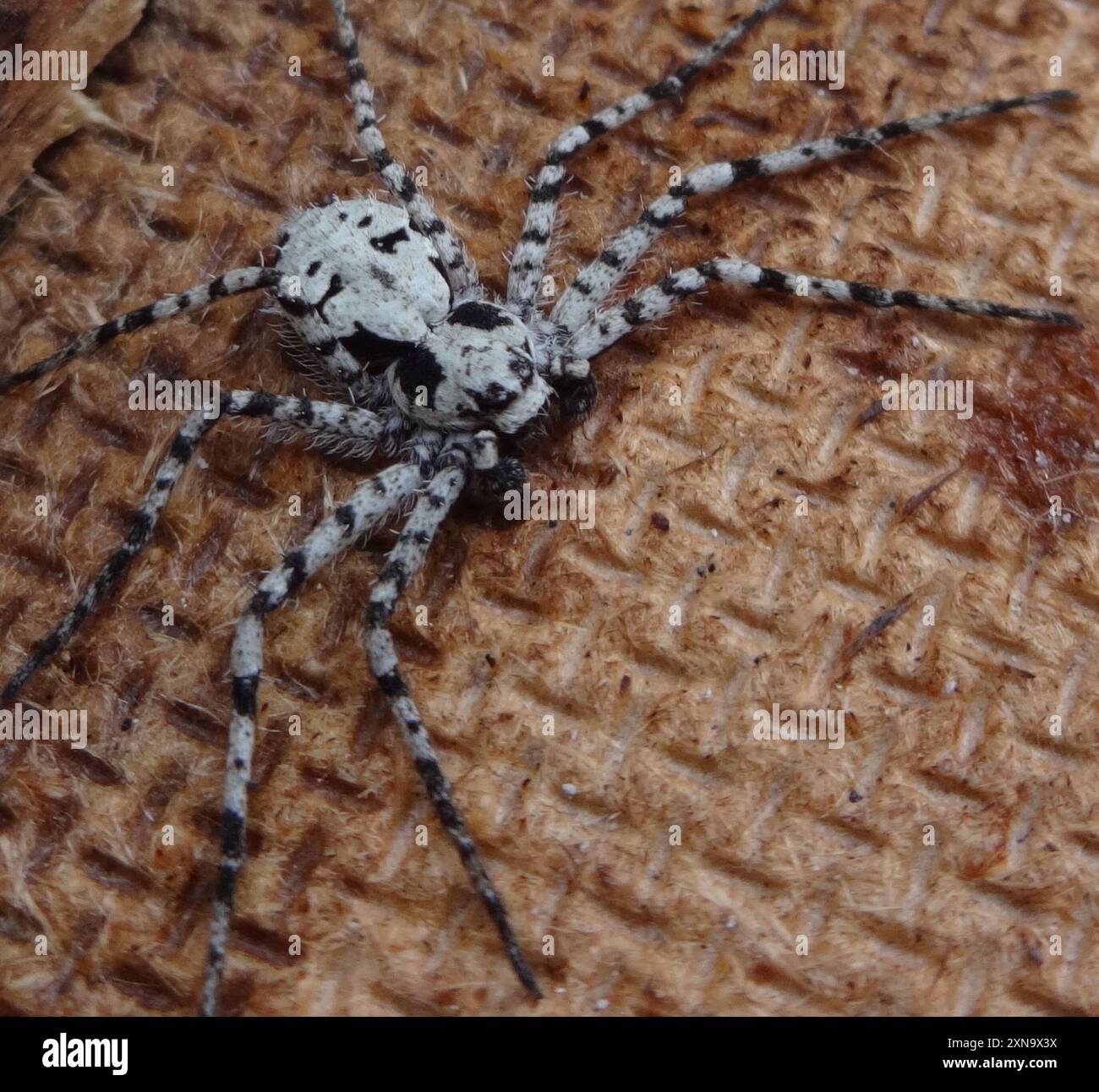 Lichen Running Spider (Philodromus margaritatus) Arachnida Stock Photo ...